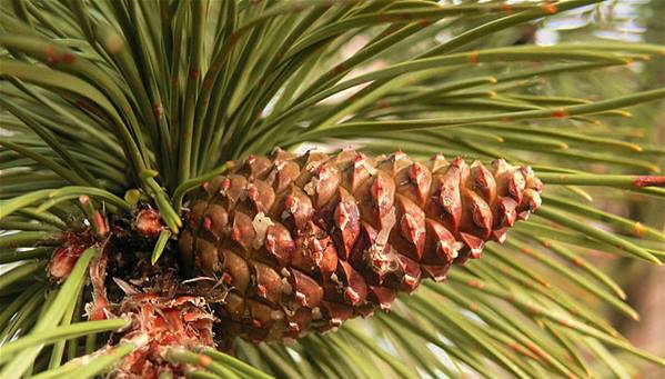 كيفية زراعة شجرة الصنوبر بالمنزل - موسوعة انا عربي